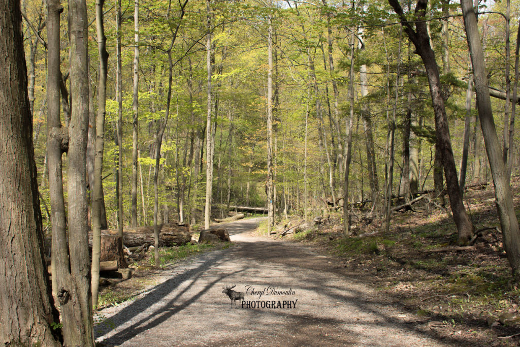 Dundas Valley Conservation Area • Cheryl Dumoulin Photography