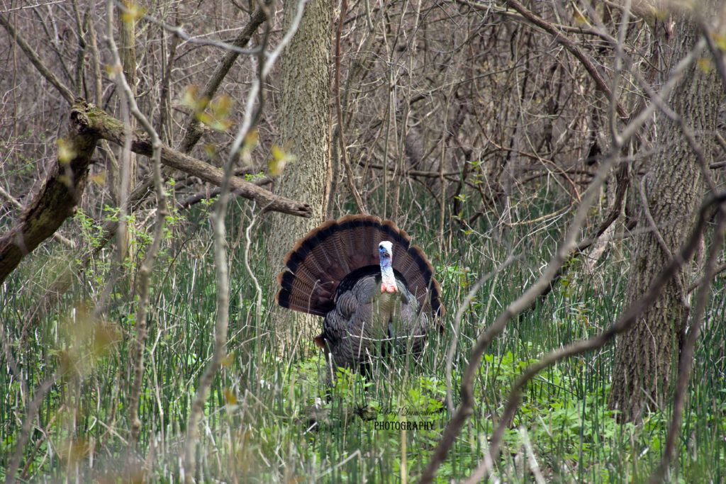 Point Pelee National Park • Cheryl Dumoulin Photography