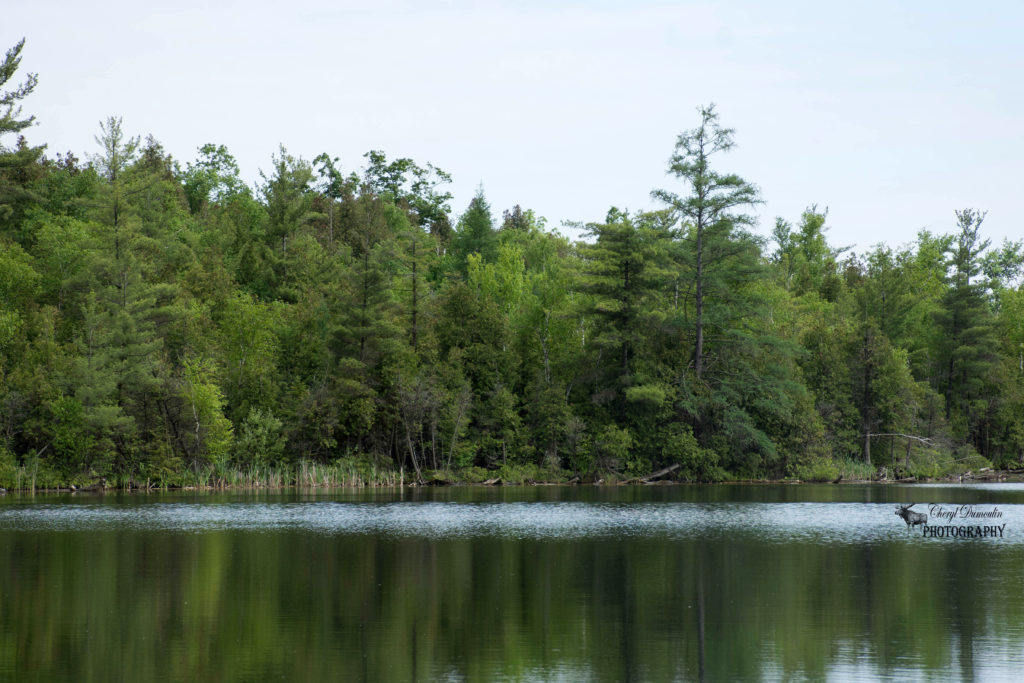 Crawford Lake Conservation Area • Cheryl Dumoulin Photography