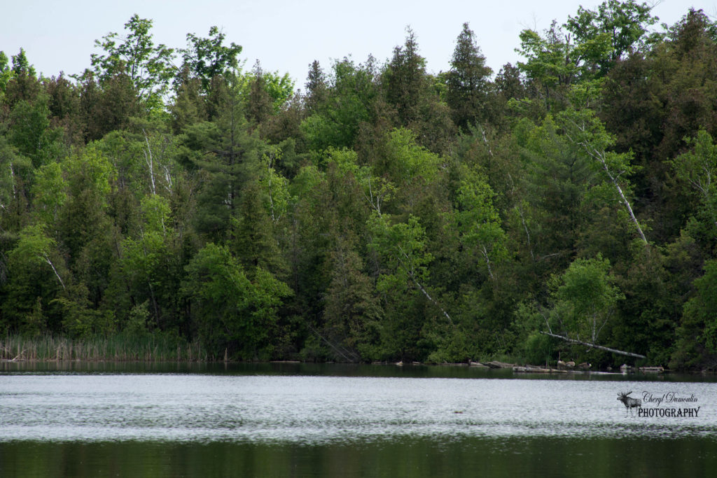 Crawford Lake Conservation Area • Cheryl Dumoulin Photography