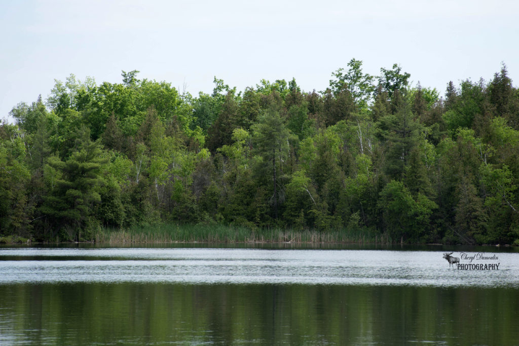 Crawford Lake Conservation Area • Cheryl Dumoulin Photography
