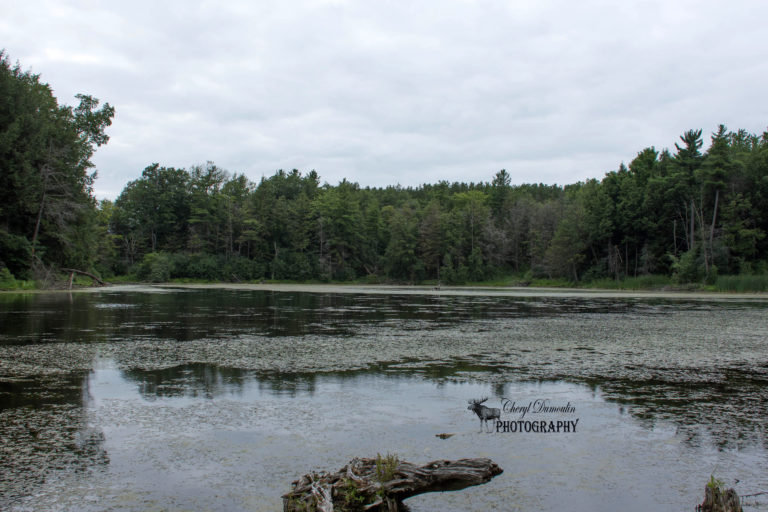 Huron Natural Area • Cheryl Dumoulin Photography