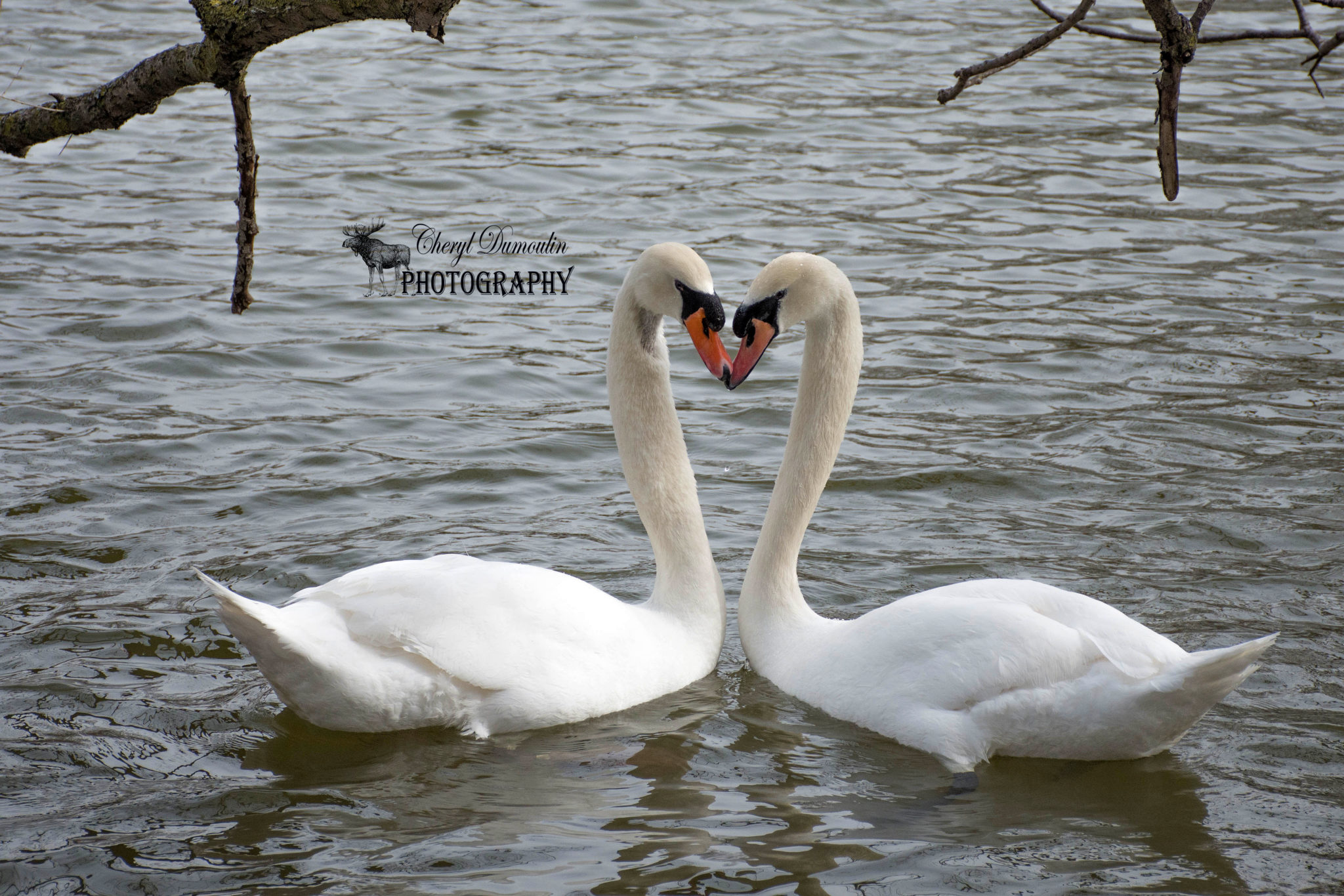 Swan Photo Feature • Cheryl Dumoulin Photography