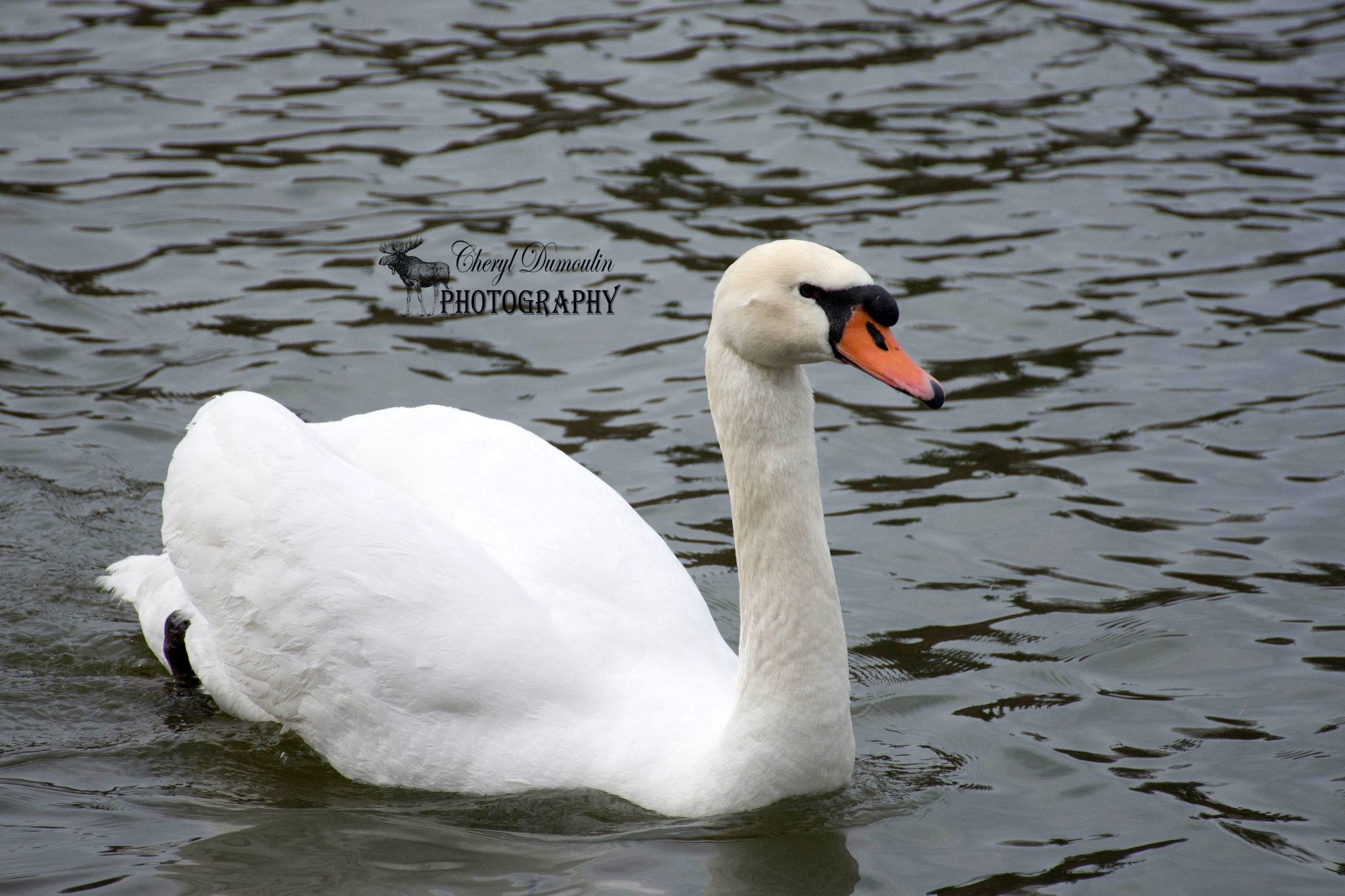 Stratford Swan Parade • Cheryl Dumoulin Photography